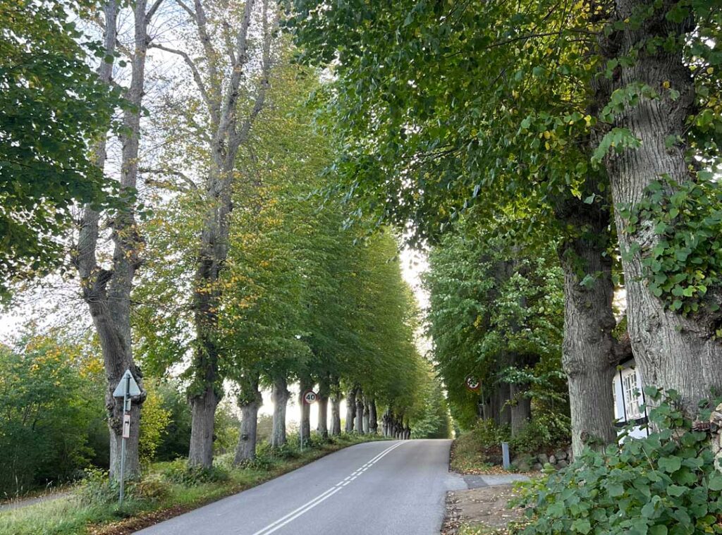 Fem træer på Ledreborg Allé skal fældes - LejreMagasinet Fem træer på Ledreborg Allé skal fældes - LejreMagasinet