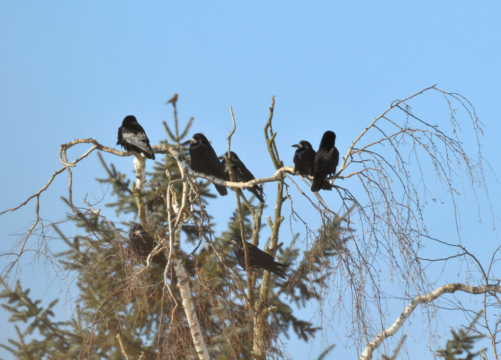 Ny strategi for regulering af råger - LejreMagasinet